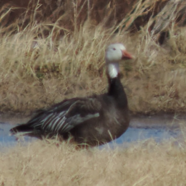 Snow Geese dark morph/ blue goose | Project Noah