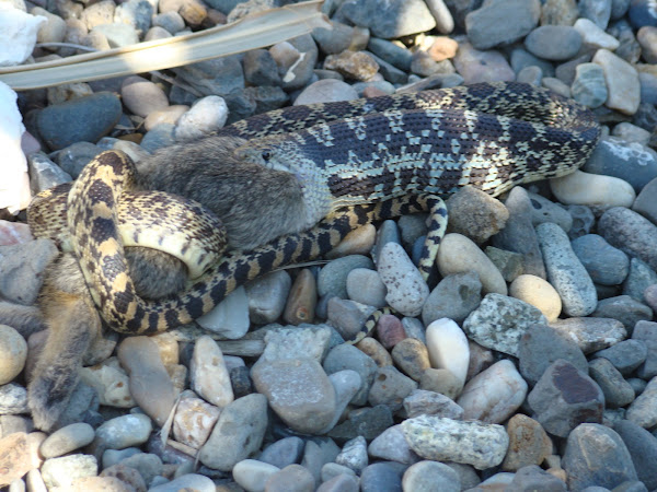 Gopher Snake Eating a Rabbit | Project Noah