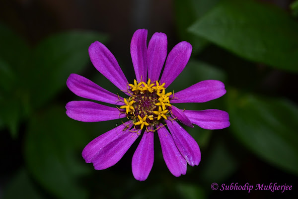 Zinnia | Project Noah