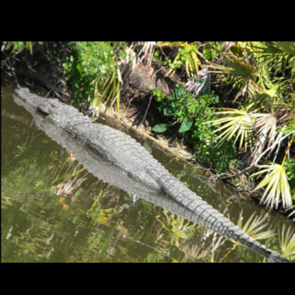 American alligator | Project Noah