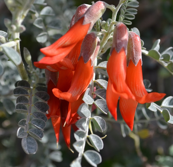 Cancer Bush | Project Noah