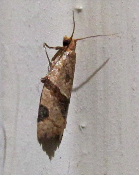 Garden Tortrix Moth | Project Noah