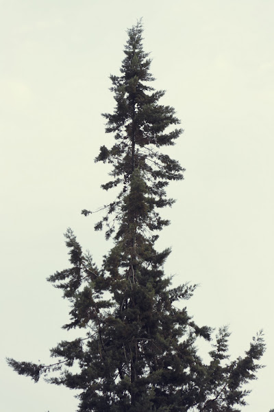 Ciprés / Cypress | Project Noah