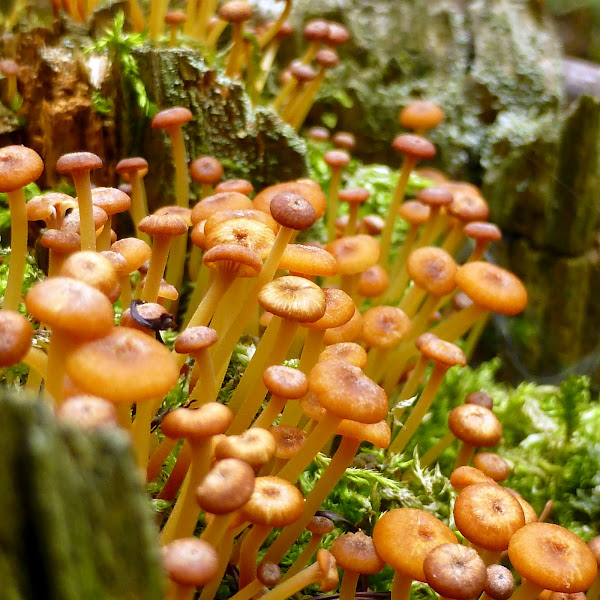 Golden Trumpets | Project Noah