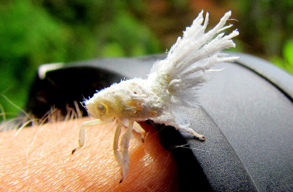 Wooly Afid (Angelflies) | Project Noah