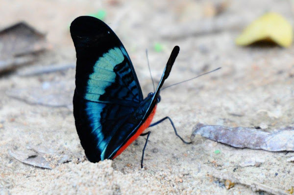 Prola Beauty | Project Noah