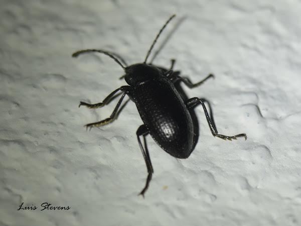 Pinacate beetle | Project Noah