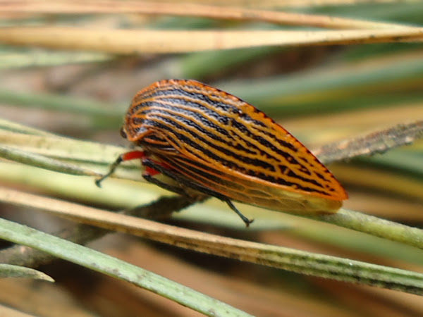 Membracid Tree hopper | Project Noah