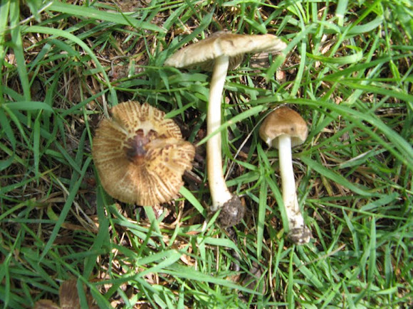 Common CP Fiber Cap (Inocybe sp.) [1 of 2] | Project Noah