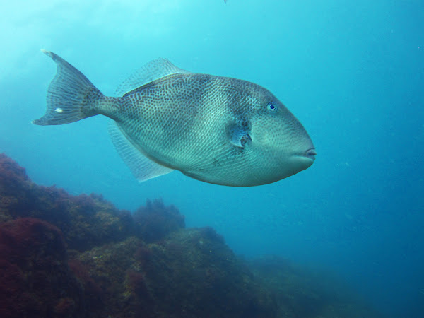 Grey triggerfish | Project Noah