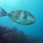 Grey triggerfish | Project Noah