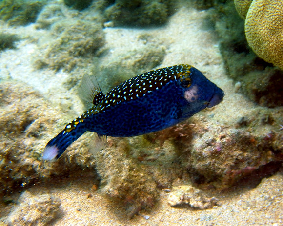 Spotted Boxfish | Project Noah