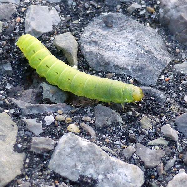 Large Yellow Underwing Larva | Project Noah