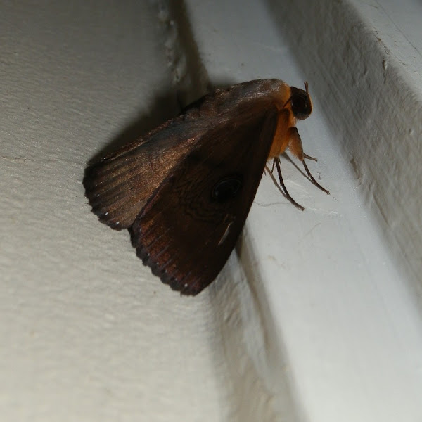 Old Southern Lady Moth -2 | Project Noah