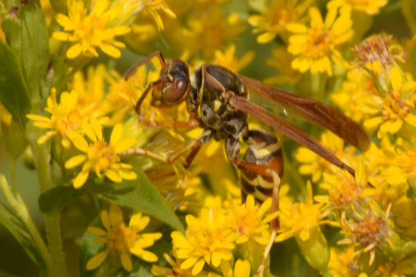 Northern Paper Wasp | Project Noah