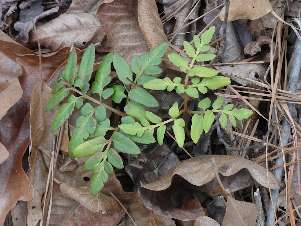 Southern Grapefern | Project Noah