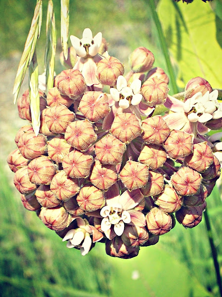 Swamp Milkweed | Project Noah