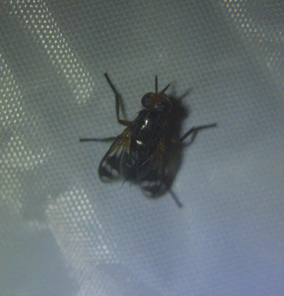 Tachinid Fly | Project Noah