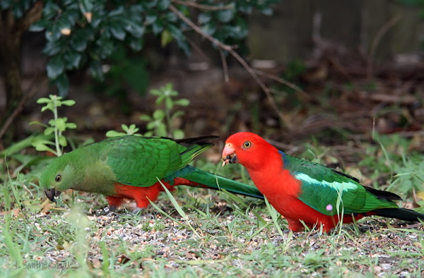 Australian King Parrot | Project Noah