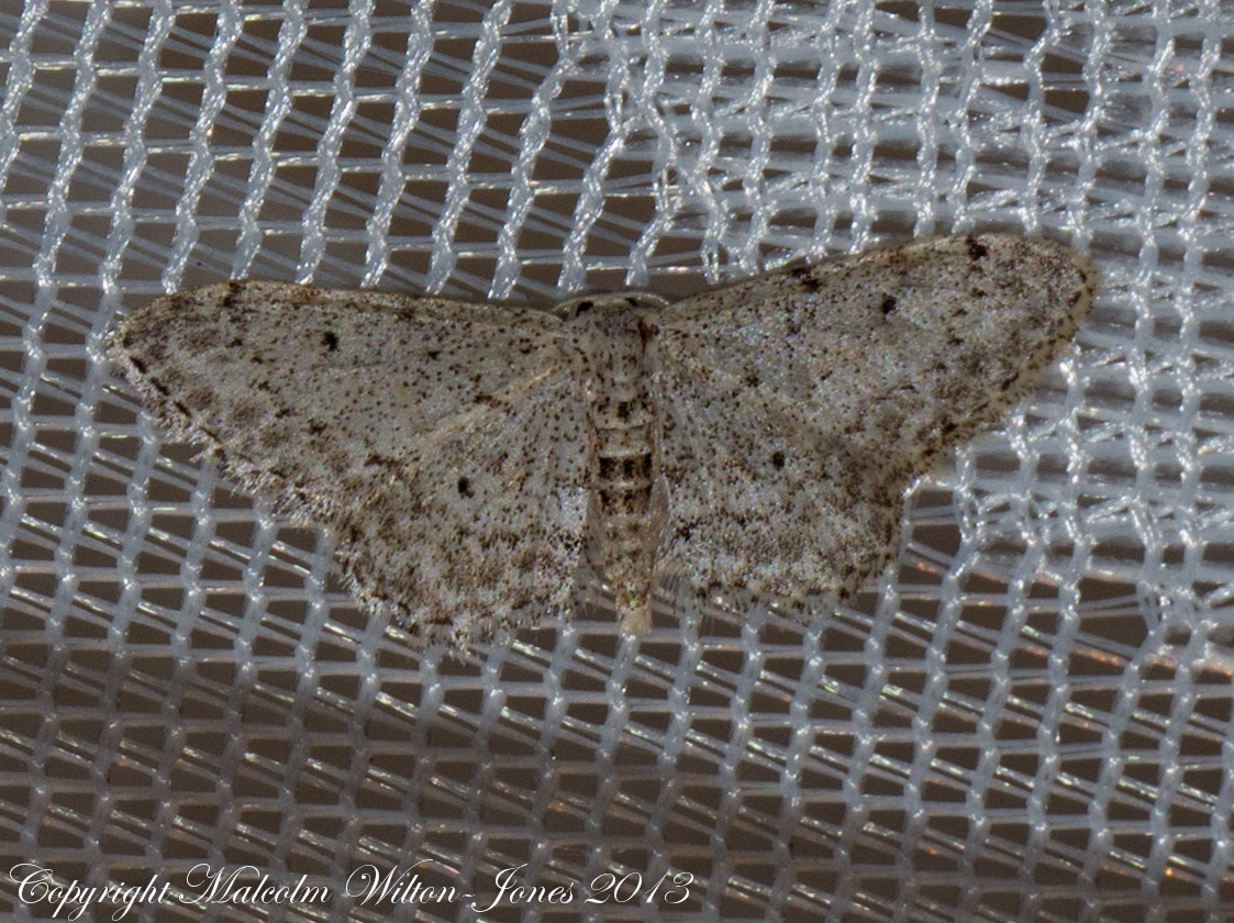 Scopula Moth? | Project Noah