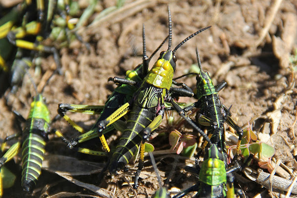 Green Milkweed Locust | Project Noah