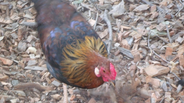 Rooster | Project Noah