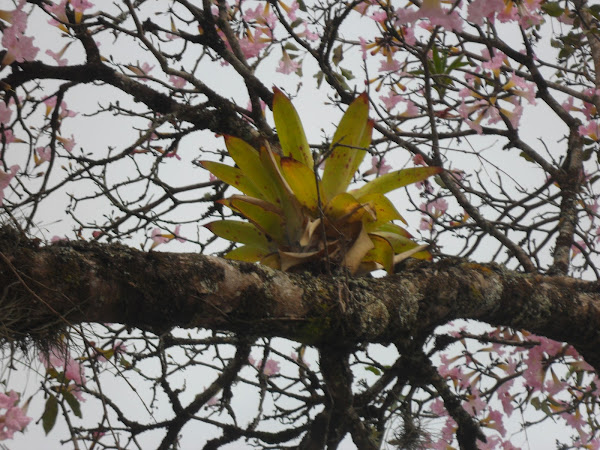 Ocobo | Project Noah