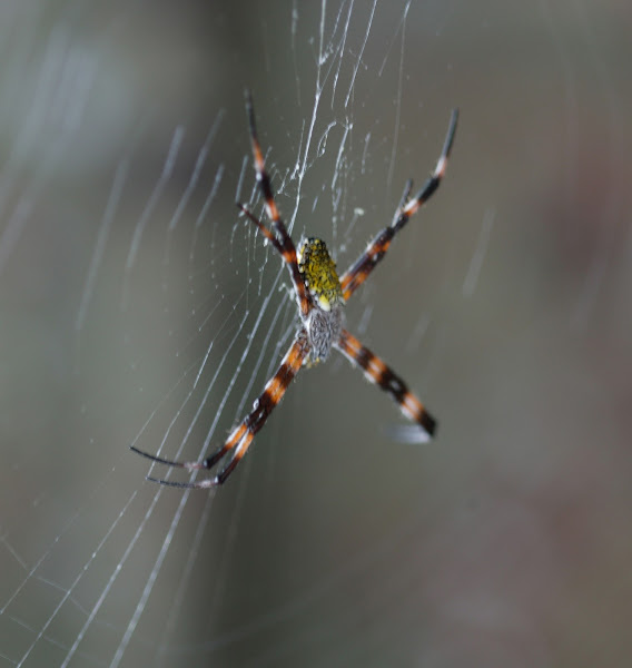 Hawaiian garden spider | Project Noah