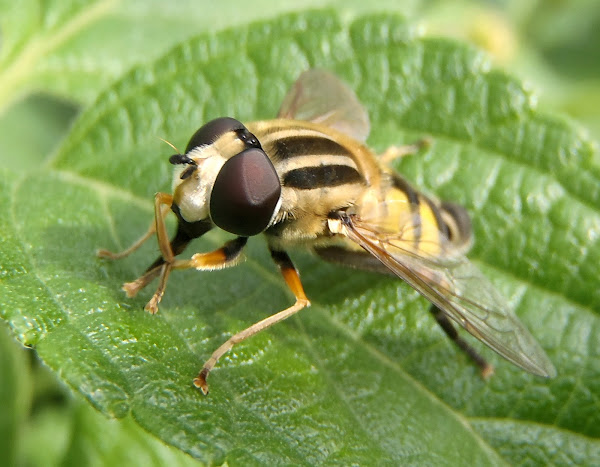 Mosca Helophilus fasciatus (hembra, female) | Project Noah