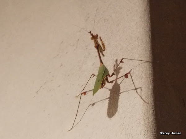 Cone-headed mantid | Project Noah