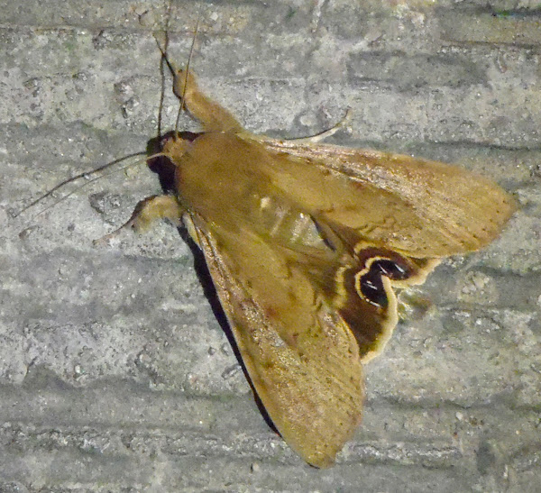 Noctuid Moth | Project Noah