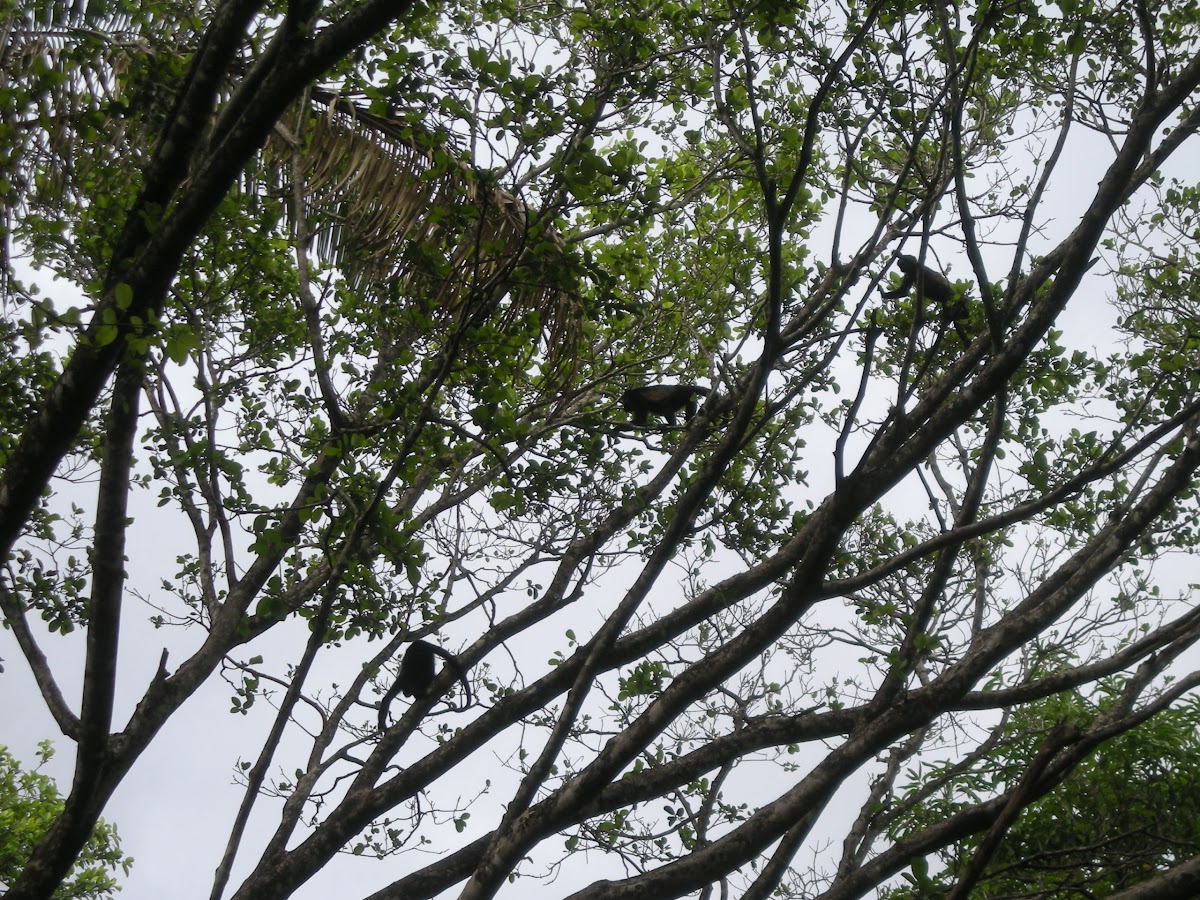 Howler Monkey Family | Project Noah