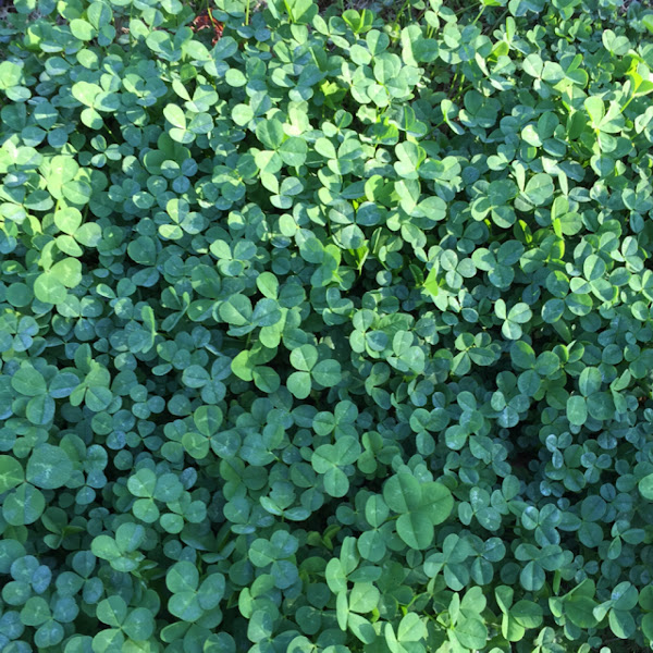 White Clover | Project Noah