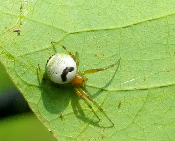 Kidney Garden Spider or Pale Orb Weaver | Project Noah
