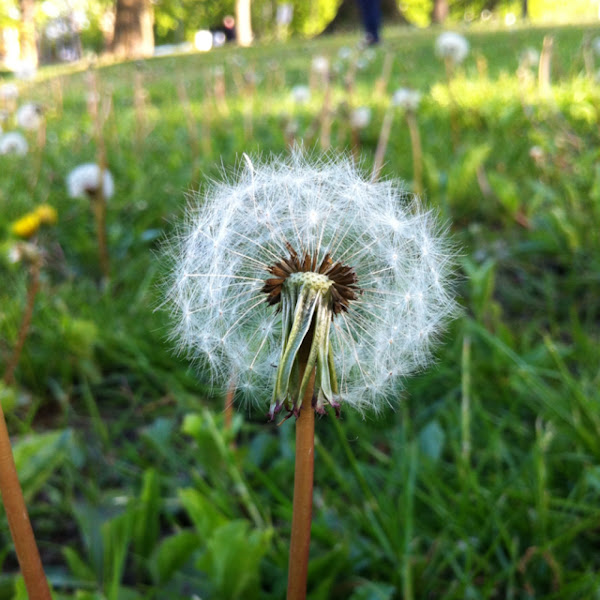 Dandelion | Project Noah