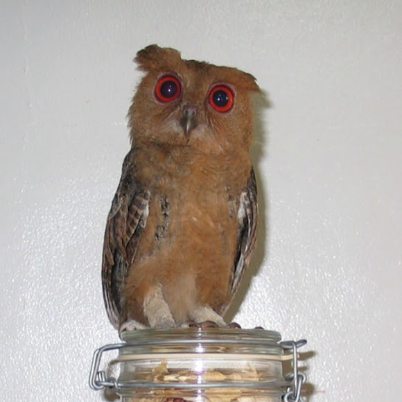 Philippine Scops Owl | Project Noah