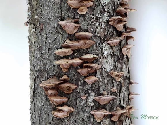 Polypore Fungi | Project Noah