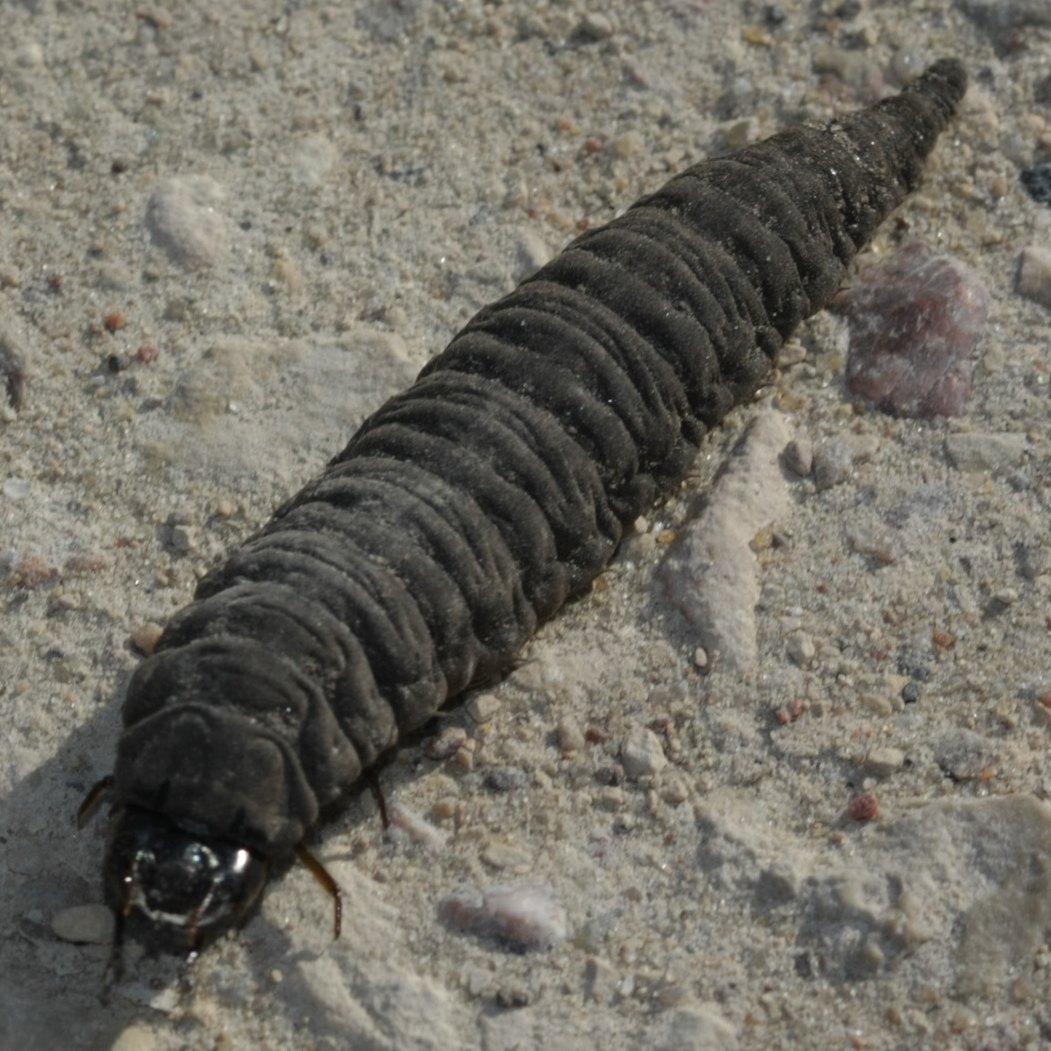 Great silver water beetle larvae | Project Noah