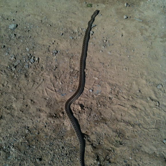 Hypsiglena torquata. Night snake | Project Noah