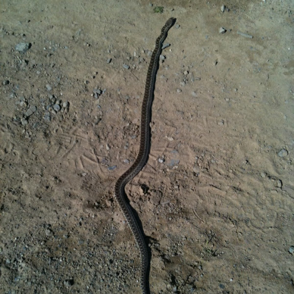 Hypsiglena torquata. Night snake | Project Noah