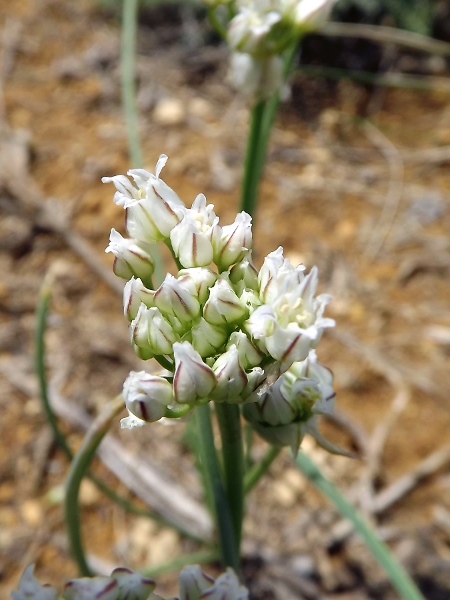 Wild Onion | Project Noah