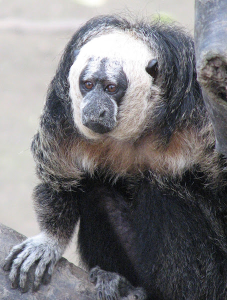 Monk Saki Monkey | Project Noah