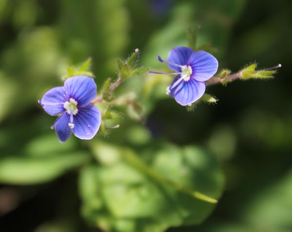 Bird's-eye Speedwell | Project Noah