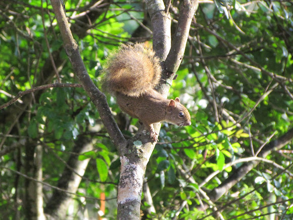 Brazilian Squirrel | Project Noah