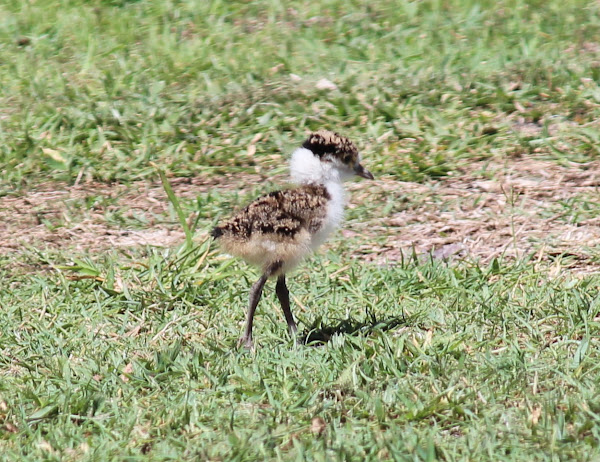 Masked Lapwing Chick | Project Noah