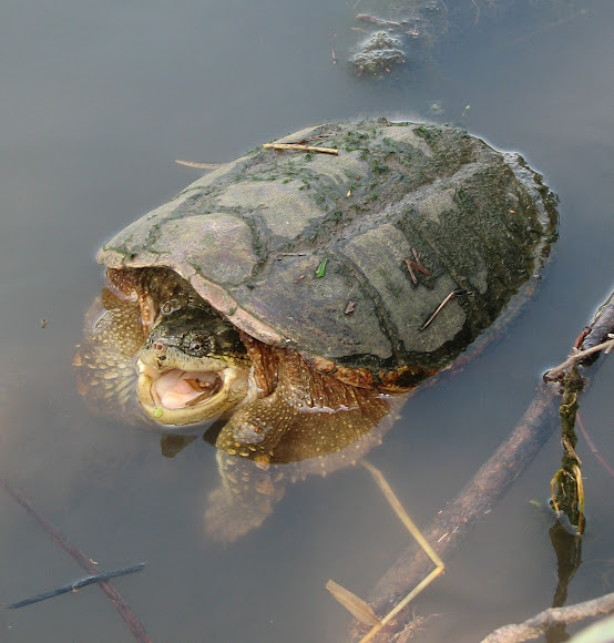 Common Snapping Turtle | Project Noah