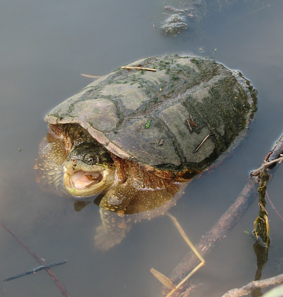 Common Snapping Turtle | Project Noah