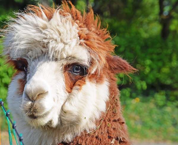 Alpaca | Project Noah