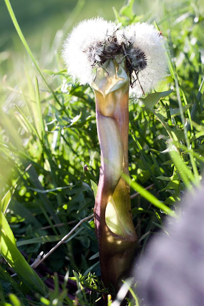 Dandelion (siamese) | Project Noah