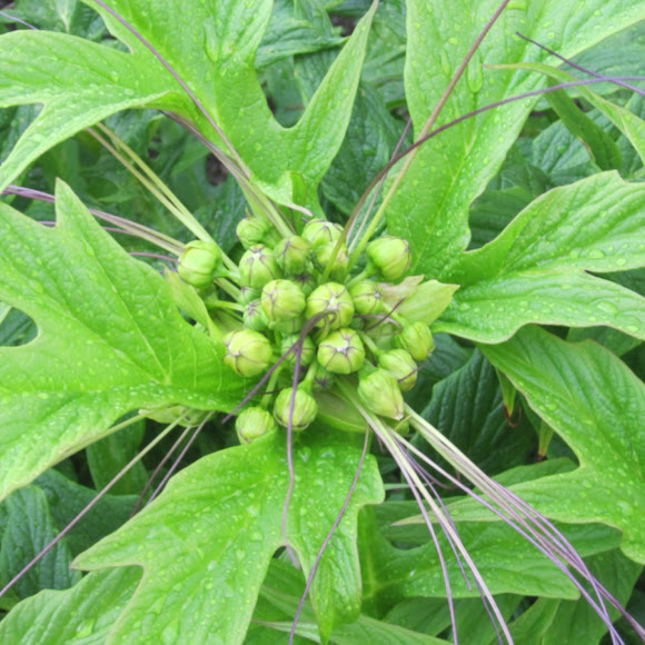 Polynesian Arrowroot | Project Noah